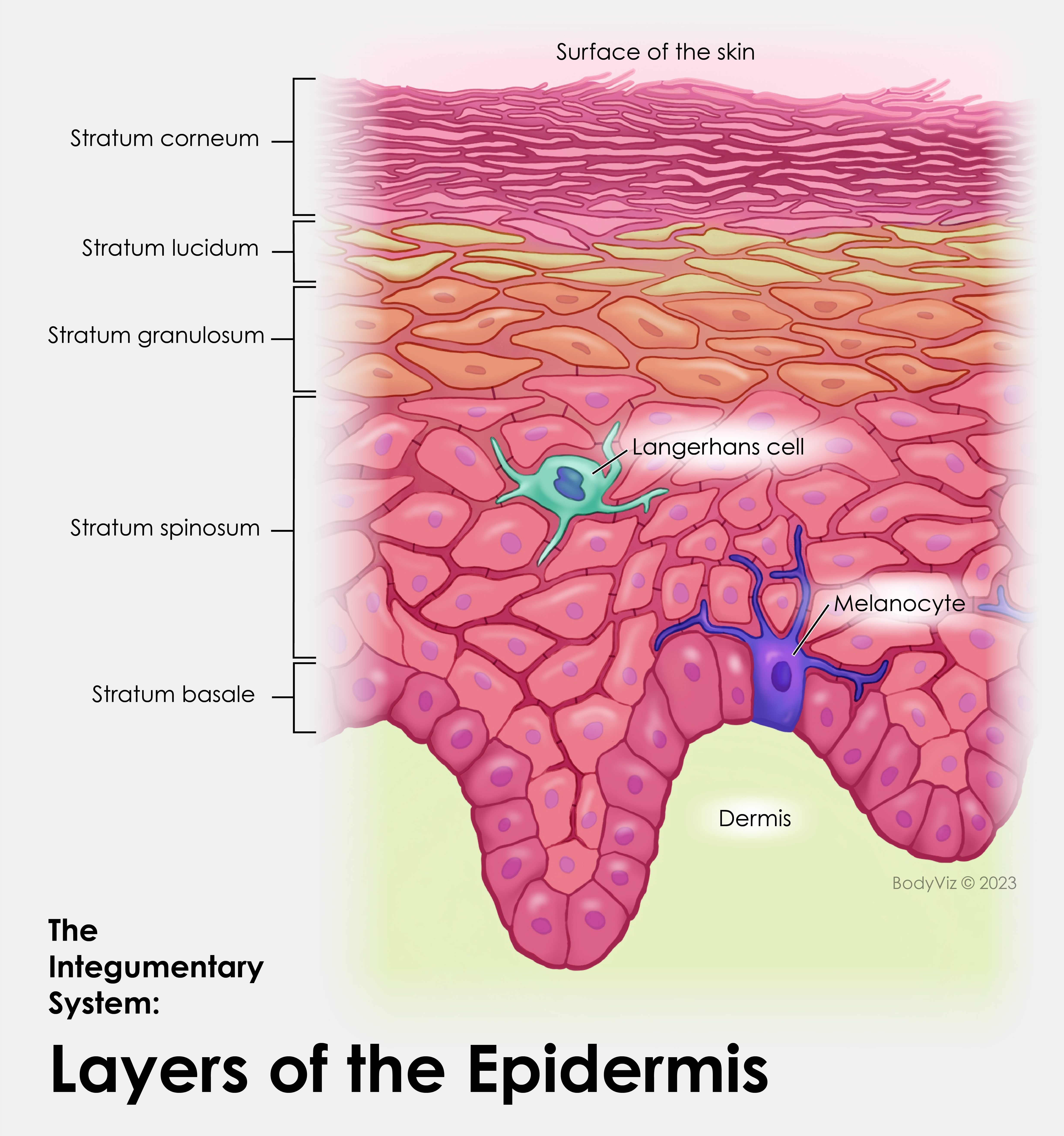 Stratum corneum store